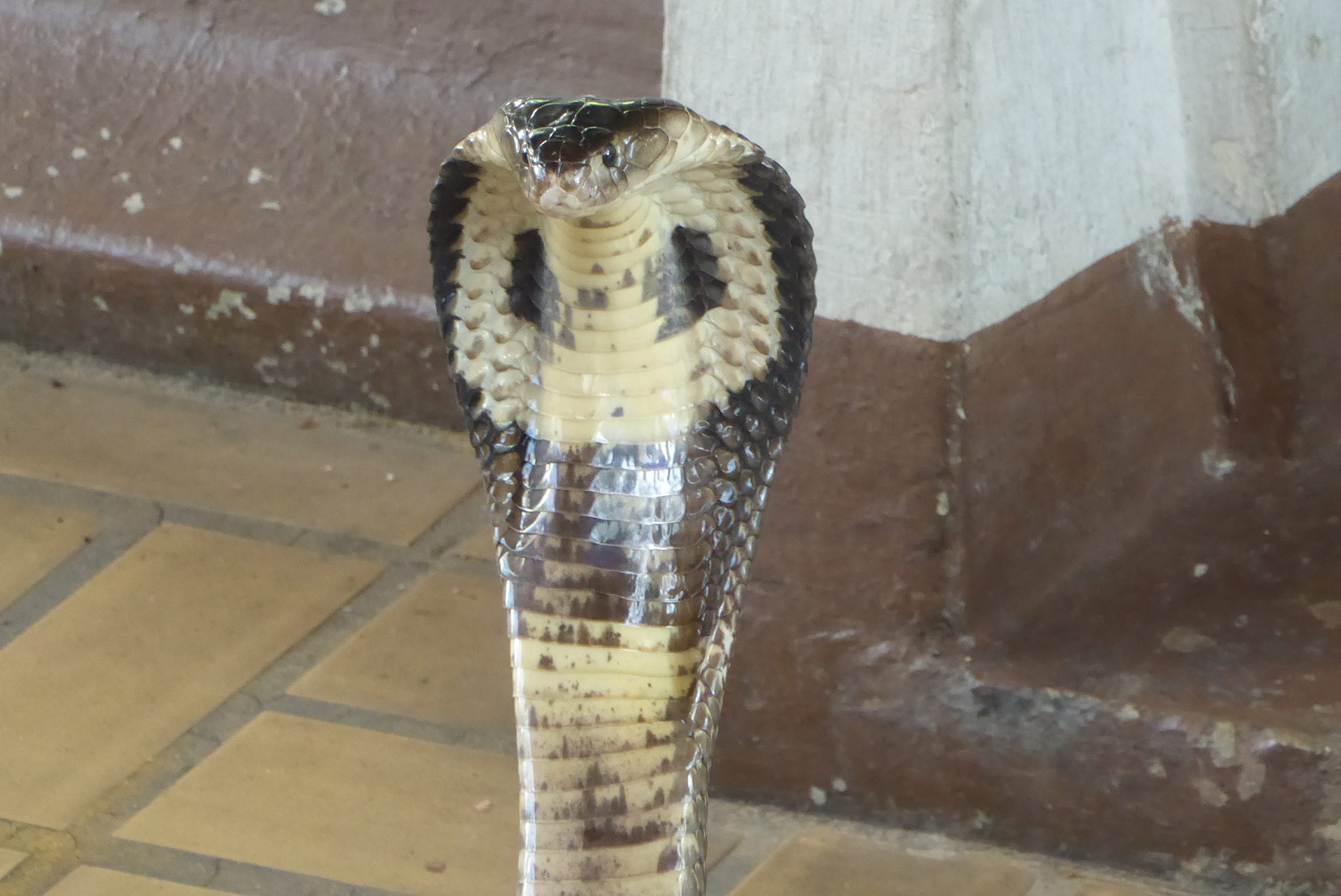 Bangkok Snake Farm | touristbangkok | Zoos & Animal Parks in Bangkok