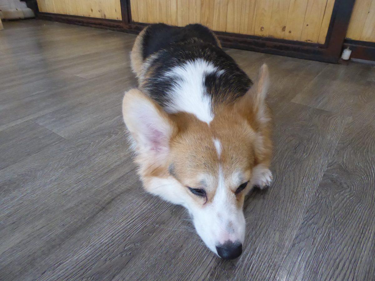 Little Zoo Cafe - Tourist Bangkok | Animal Cafes in Bangkok