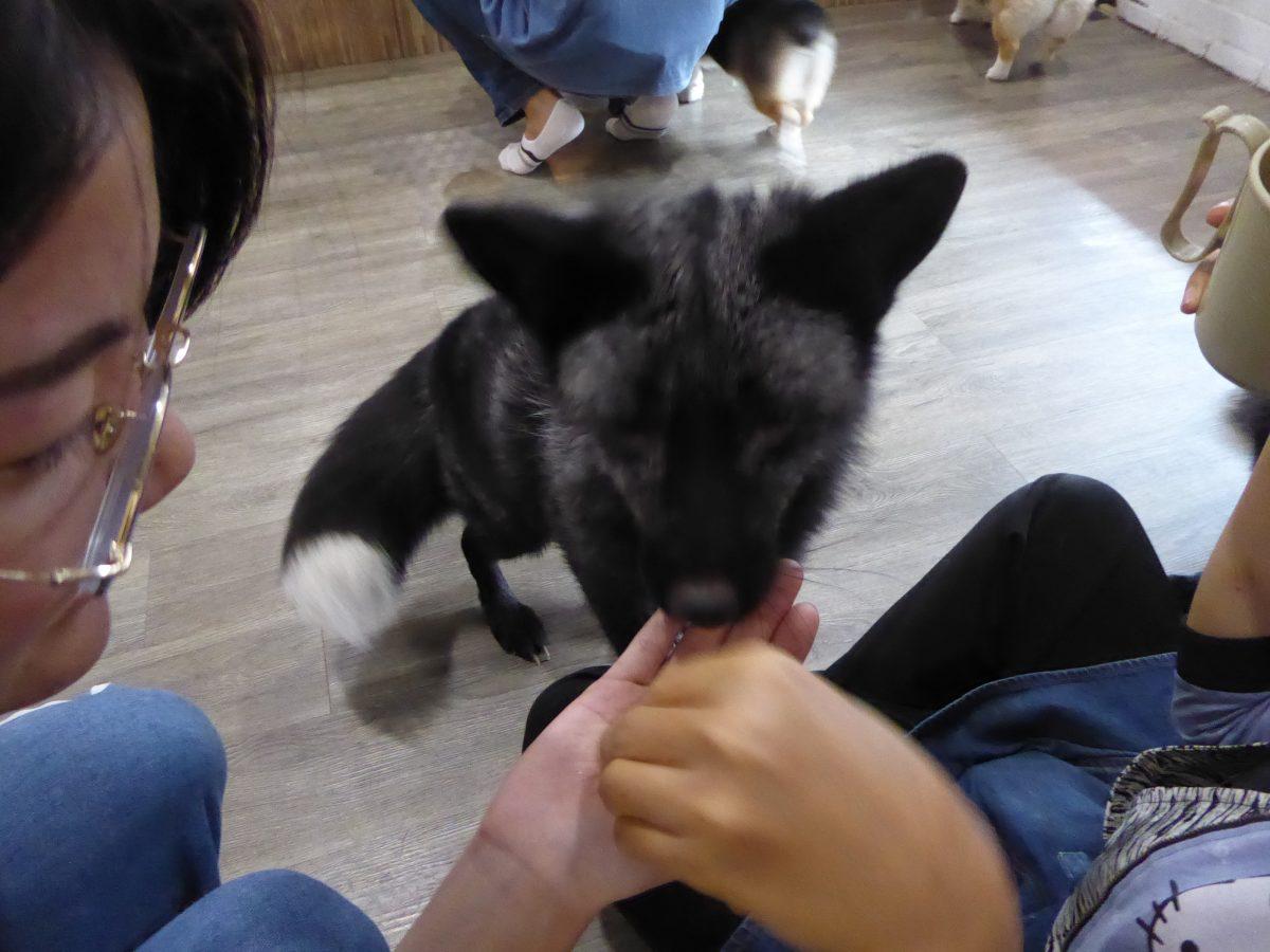 Little Zoo Cafe - Tourist Bangkok | Animal Cafes in Bangkok