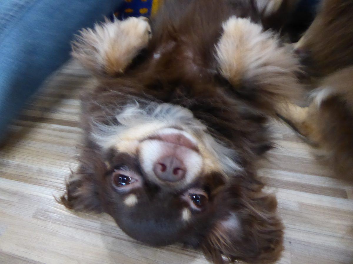 Little Zoo Cafe - Tourist Bangkok | Animal Cafes in Bangkok