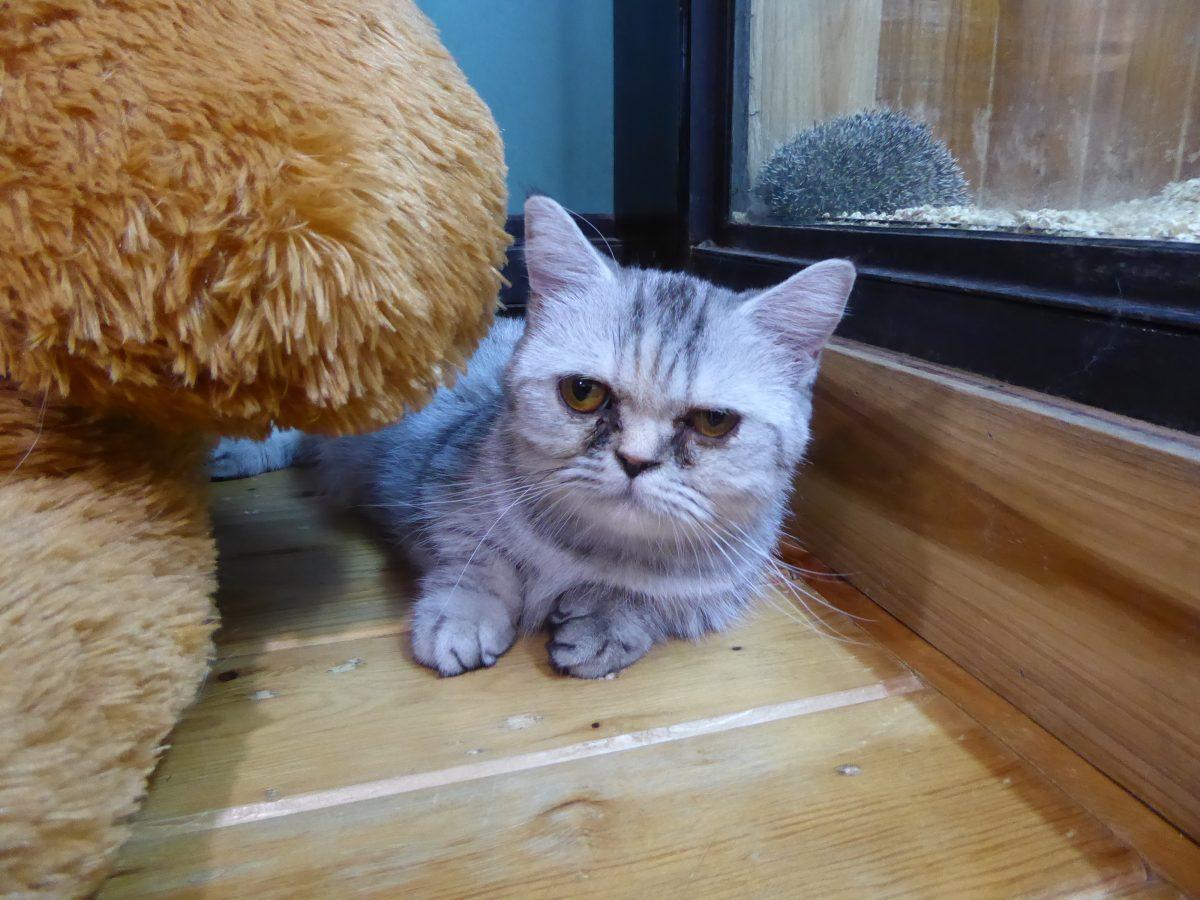 Little Zoo Cafe - Tourist Bangkok | Animal Cafes in Bangkok