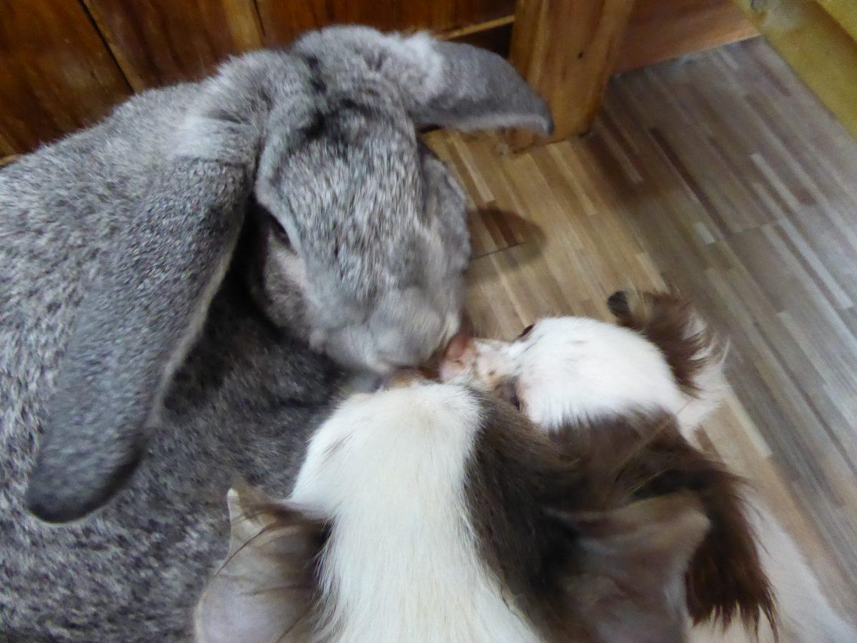 Little Zoo Cafe - Tourist Bangkok | Animal Cafes in Bangkok