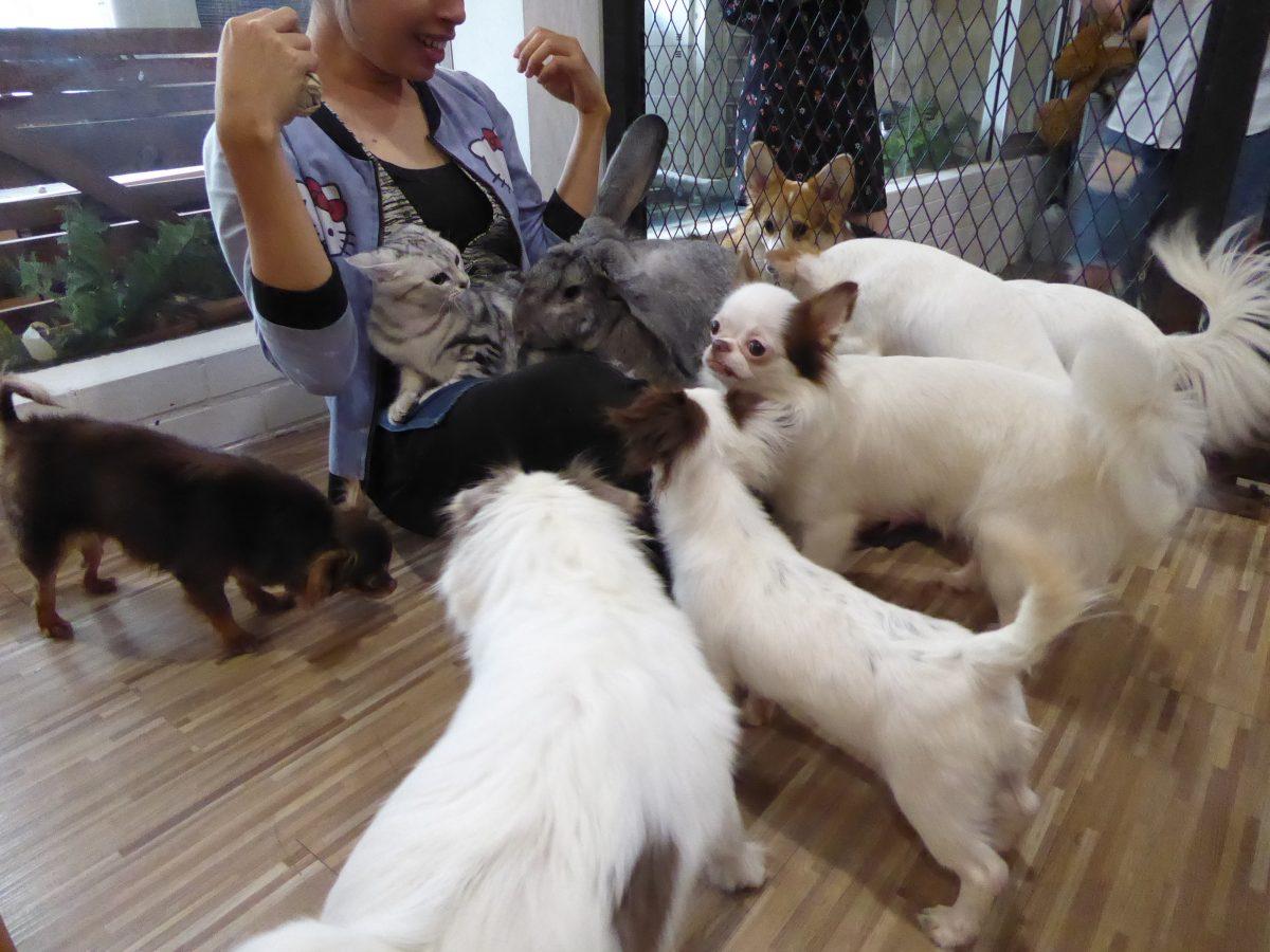 Little Zoo Cafe - Tourist Bangkok | Animal Cafes in Bangkok