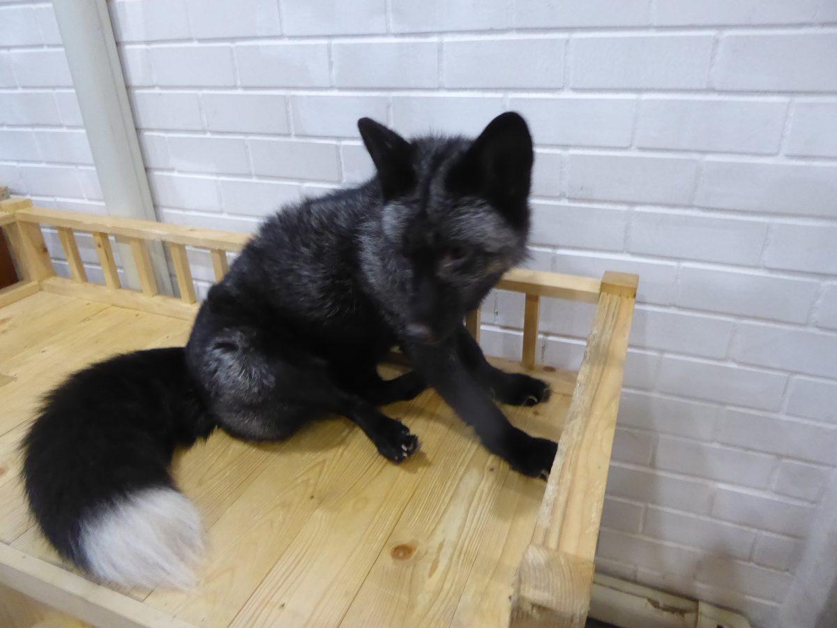 Little Zoo Cafe - Tourist Bangkok | Animal Cafes in Bangkok